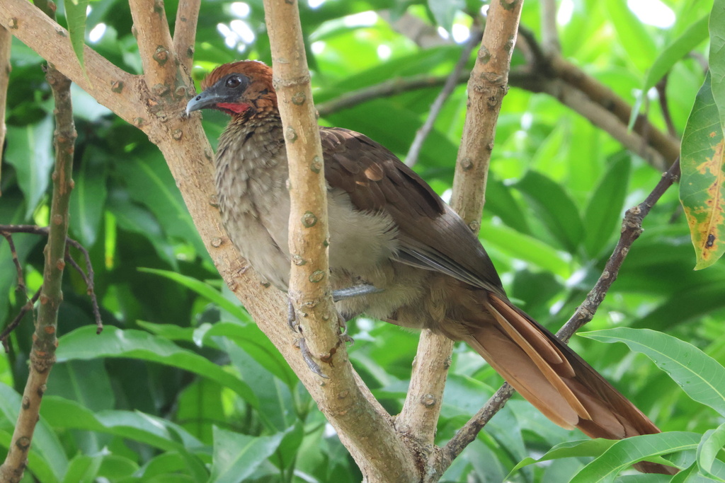 Chestnut-headed Chachalaca (Ortalis ruficeps) - Avian Discovery