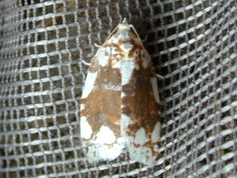 White-spotted Leafroller Moth from Ward Pound Ridge, Westchester County ...