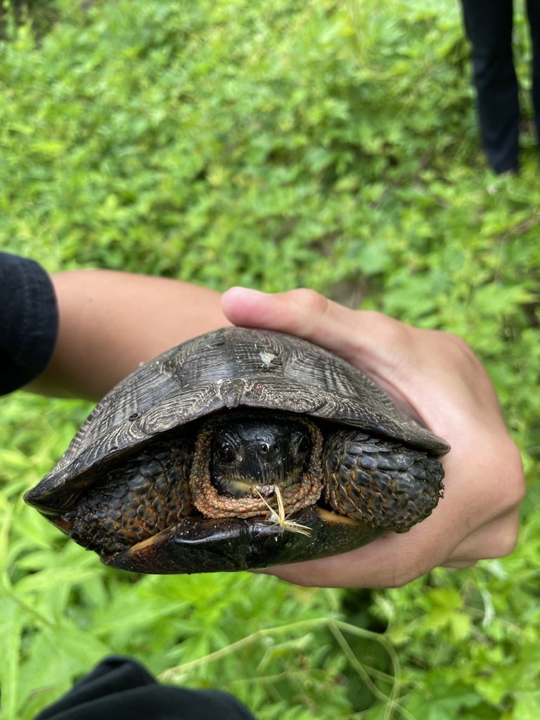 Wood Turtle in June 2022 by zugz · iNaturalist