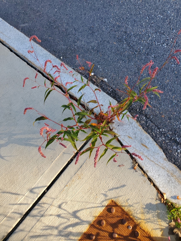 flowering plants from Portsmouth, NH 03801, USA on September 21, 2022 ...