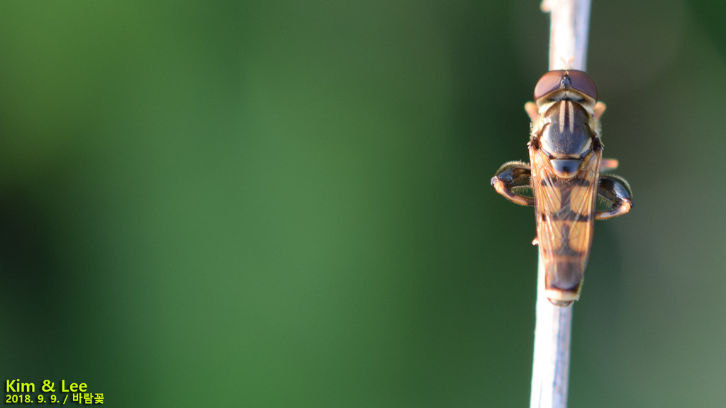 Rhinotropidia from 대한민국 충청남도 서산시 석남동 on September 9, 2018 at 05:32 PM ...