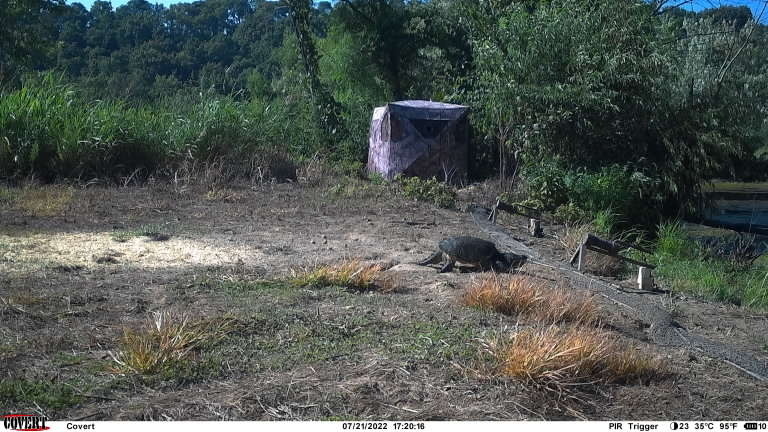 Common Snapping Turtle from Falmouth, KY, US on July 21, 2022 at 05:56 ...