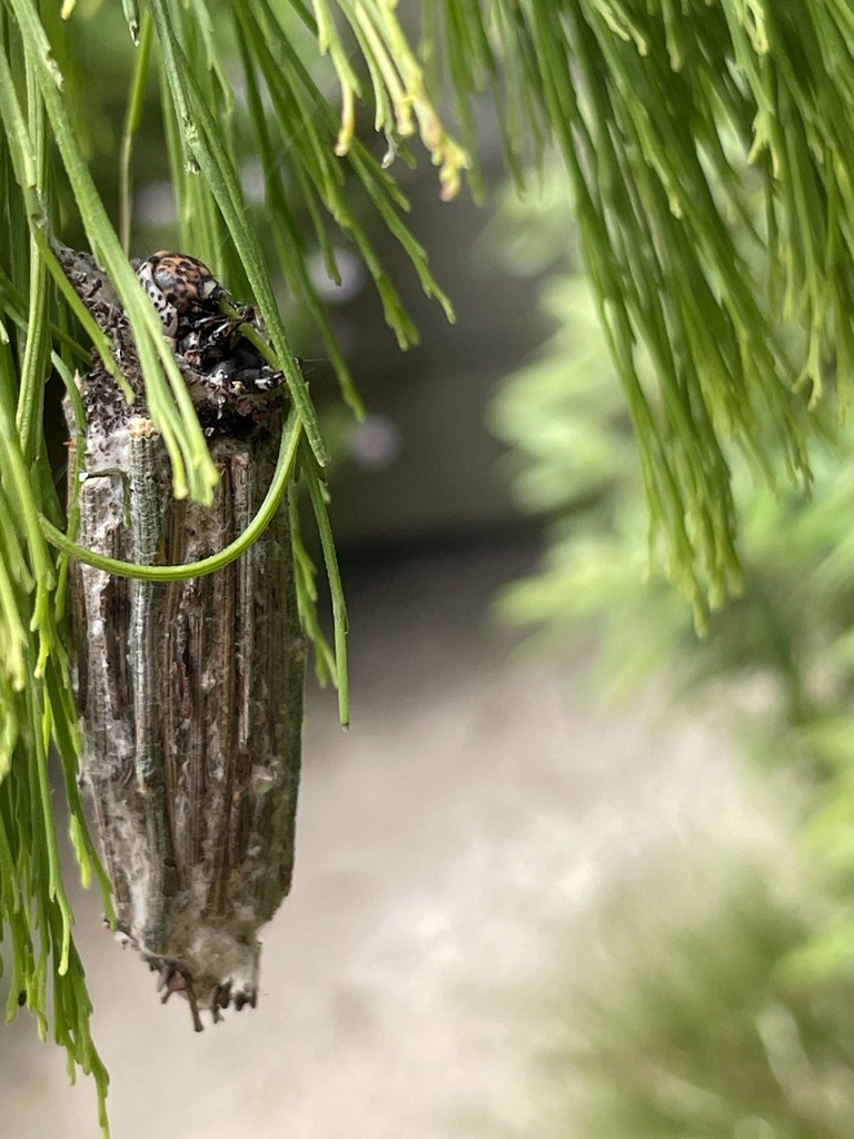 Common Case Moth from Boundary Tk E, Frankston South, VIC, AU on ...