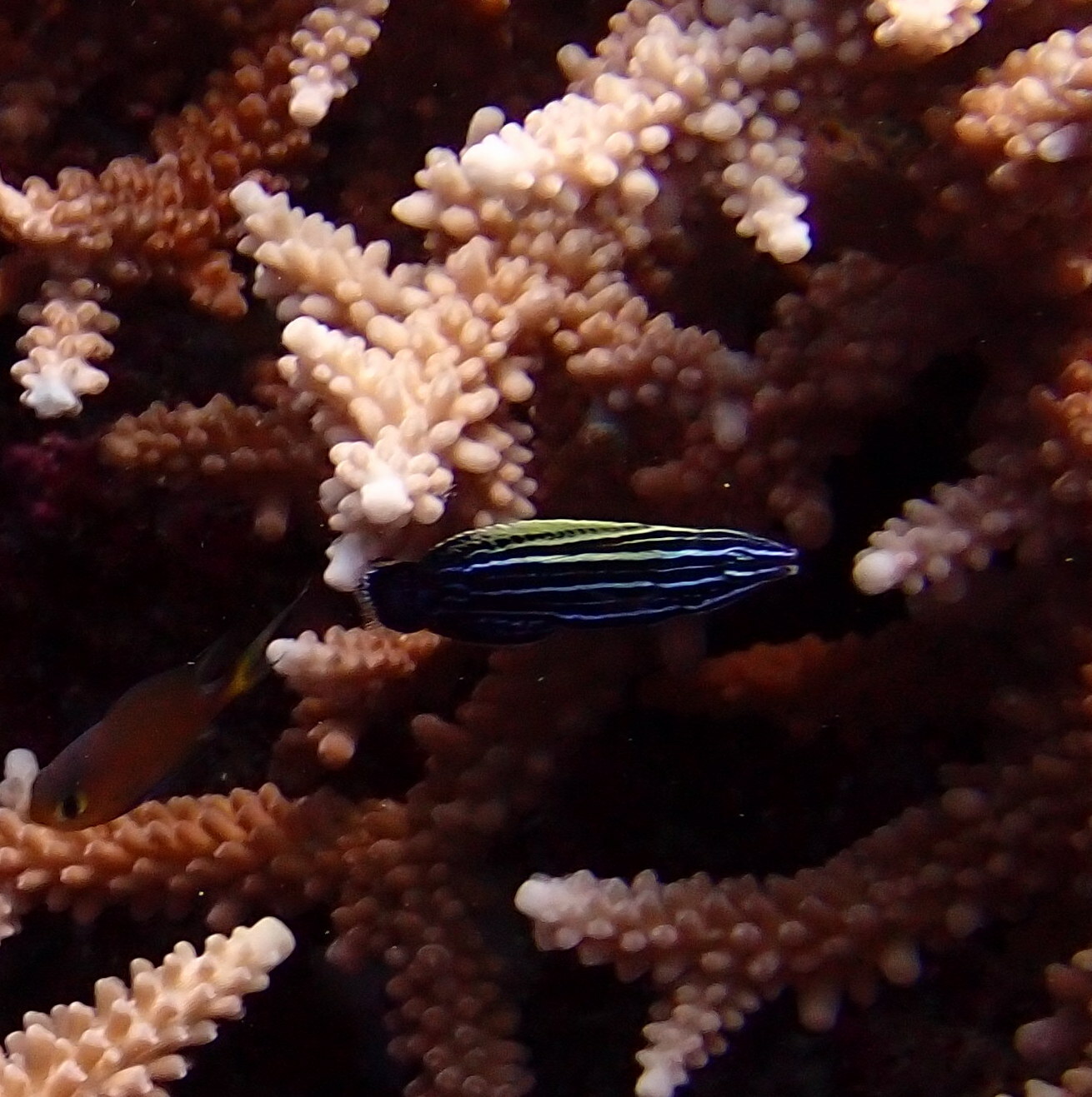 Labropsis xanthonota Randall, 1981