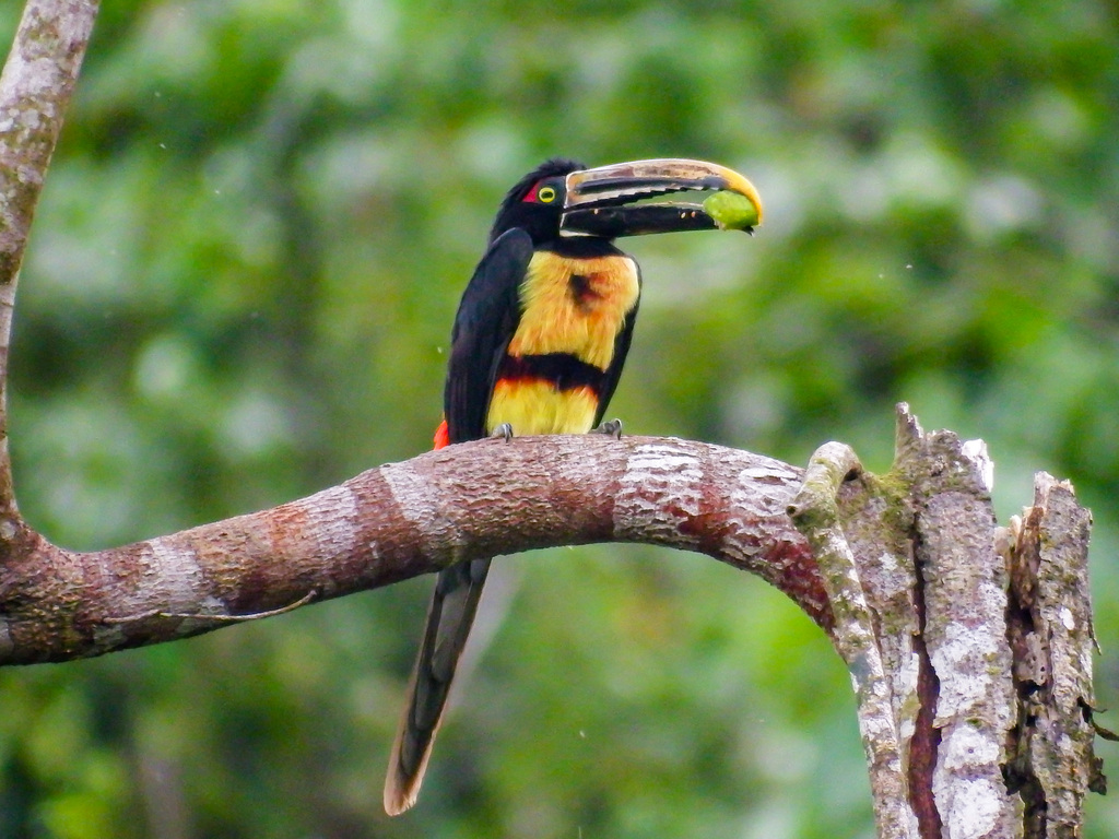 Collared Aracari from Mutatá, Antioquia, Colombia on November 25, 2022 ...