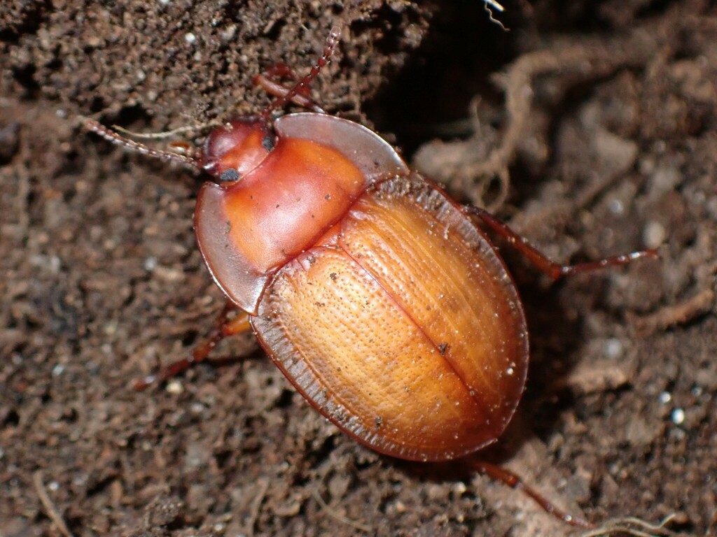 Darkling Beetles from Bats on November 27, 2022 at 10:42 AM by Gen C ...