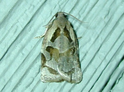 Gray Archips Moth from Bedford Audubon Society, Katonah, NY, USA on ...