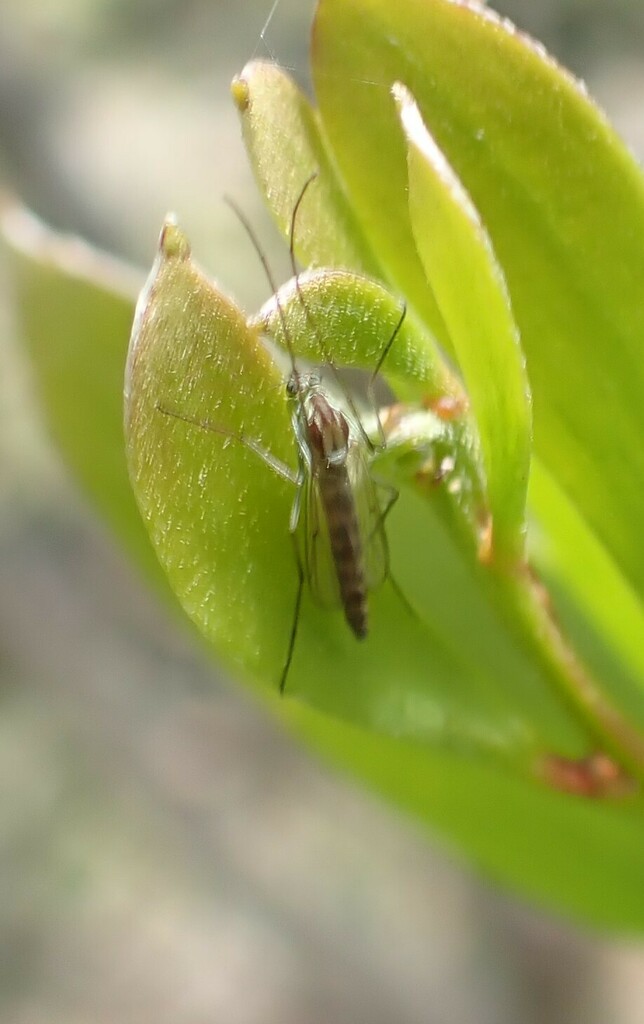 Non-biting Midges from Melbourne VIC, Australia on November 30, 2022 at ...