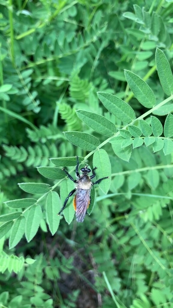 Laphria janus from Southeast Calgary, Calgary, AB, Canada on July 07 ...