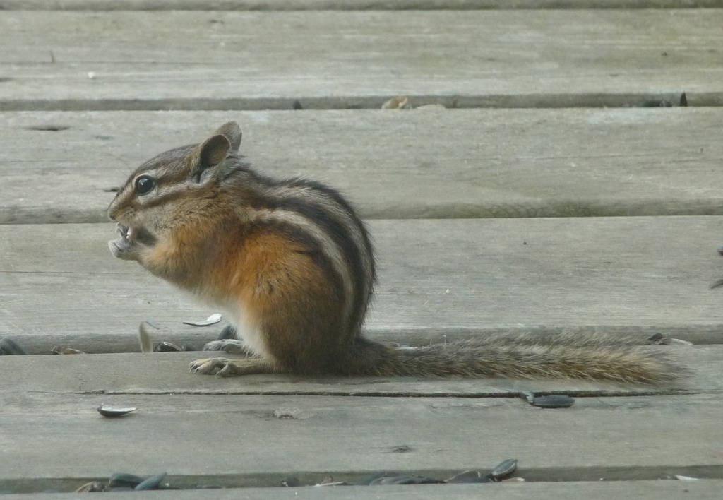 Least Chipmunk from Cabin, Chippewa County, MI, USA on July 9, 2016 at ...