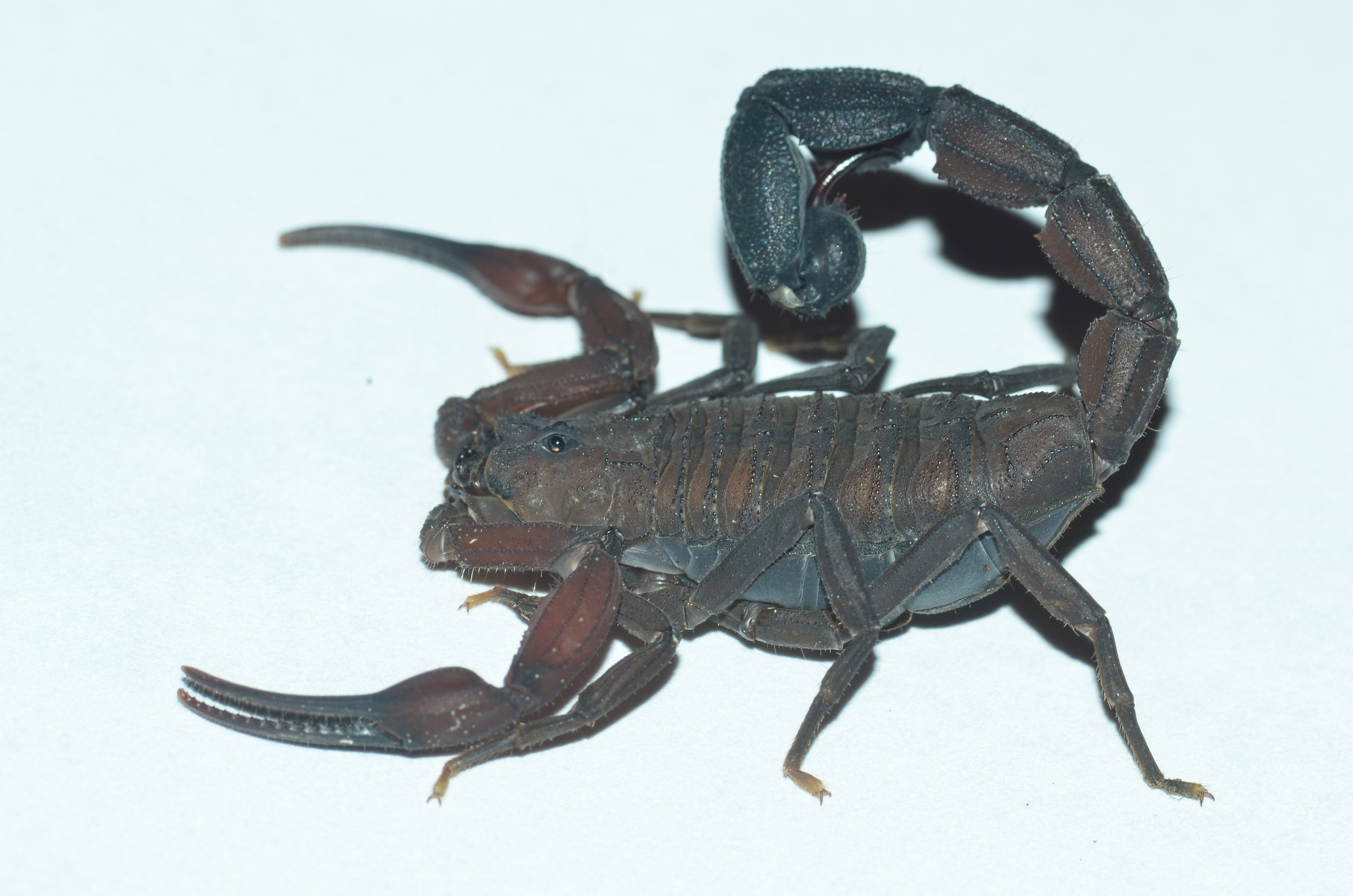 Tityus pachyurus Pocock, 1897