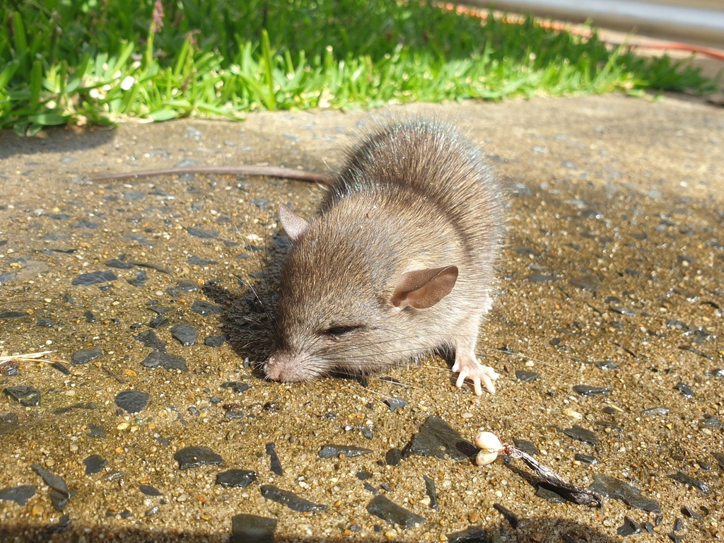 Black Rat from Karangi NSW 2450, Australia on November 28, 2022 at 09: ...