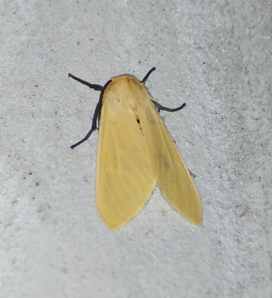 Yellow-winged Pareuchaetes Moth from South Side, Corpus Christi, TX ...