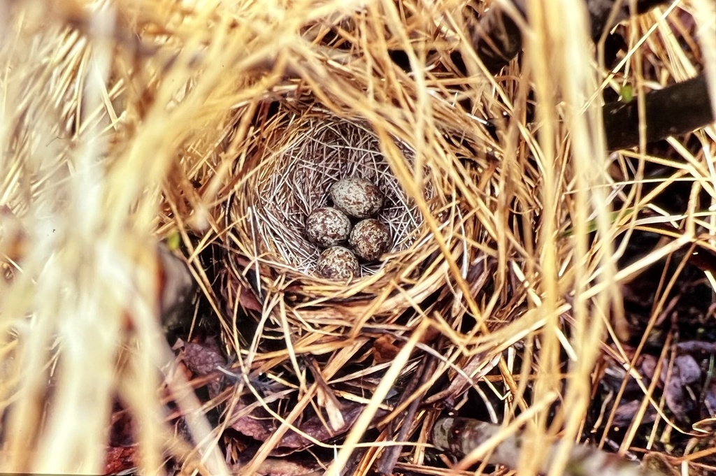 Song Sparrow from Valdez, AK, US on May 12, 2003 at 07:45 AM by Eric ...
