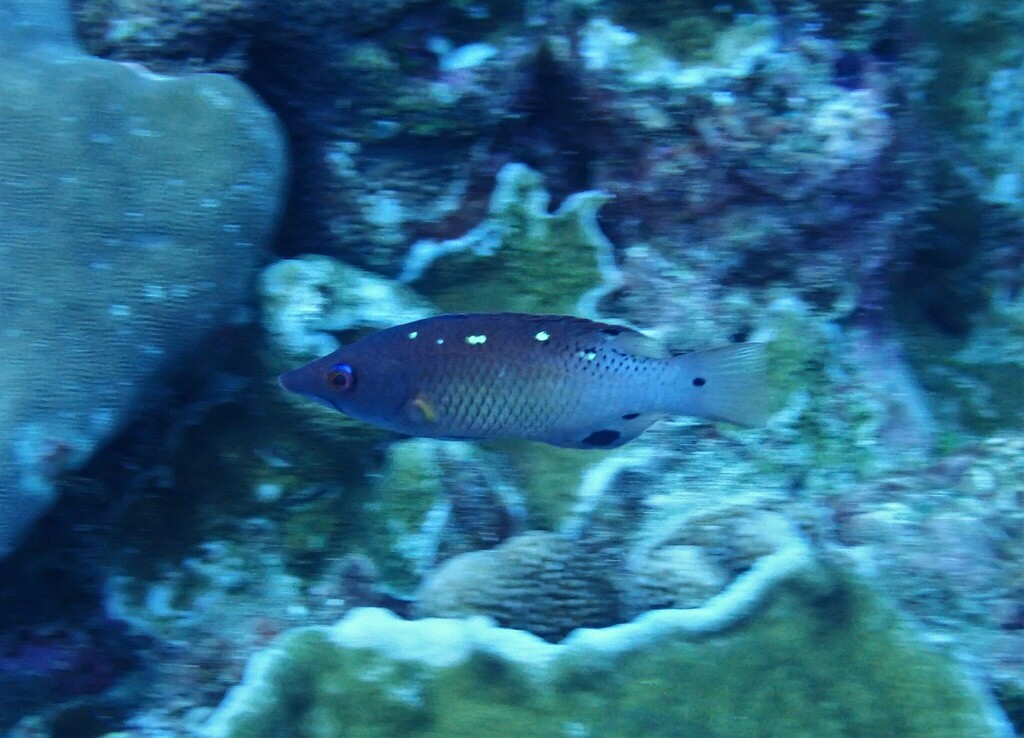 Redfin Hogfish from Christmas Island Shire of Christmas Island 6798 ...