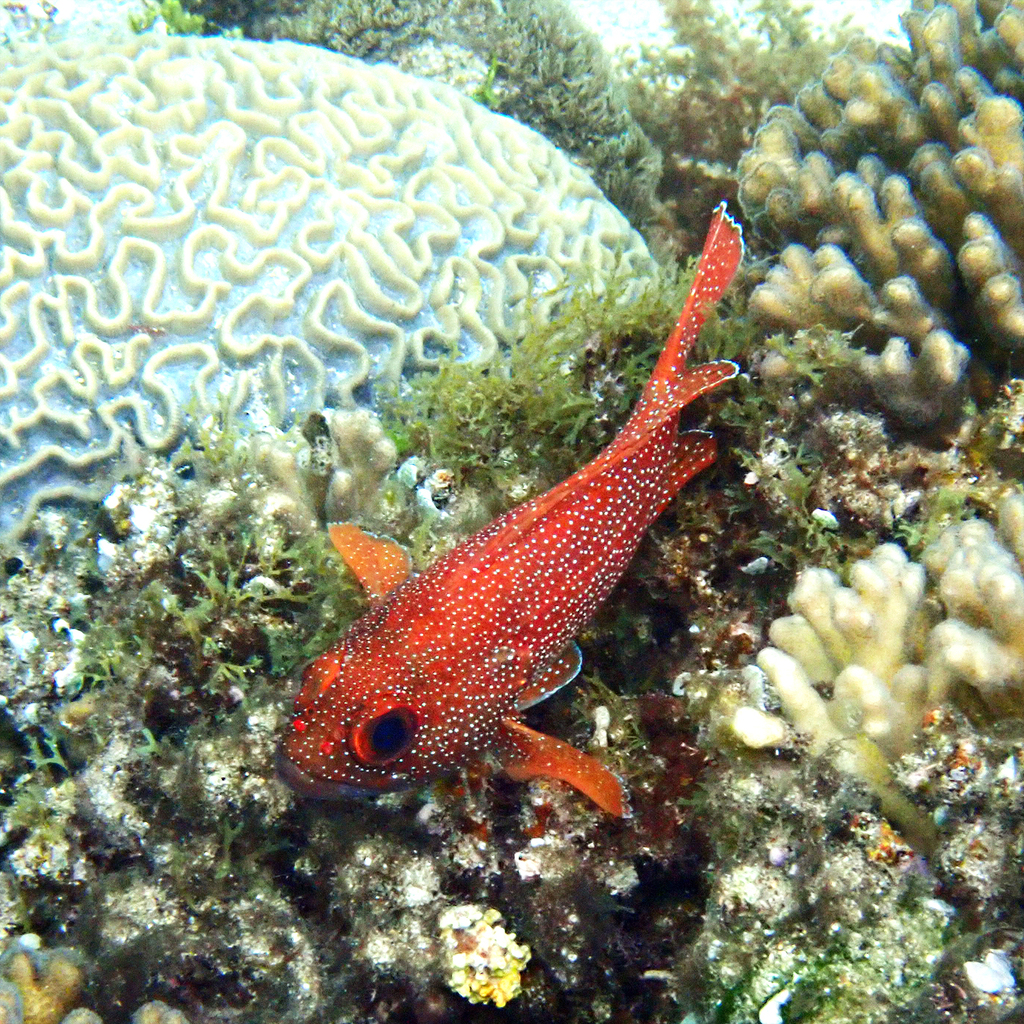 Pacific Rockcod from Slaughter Bay, Kingston 2899, Norfolk Island on ...