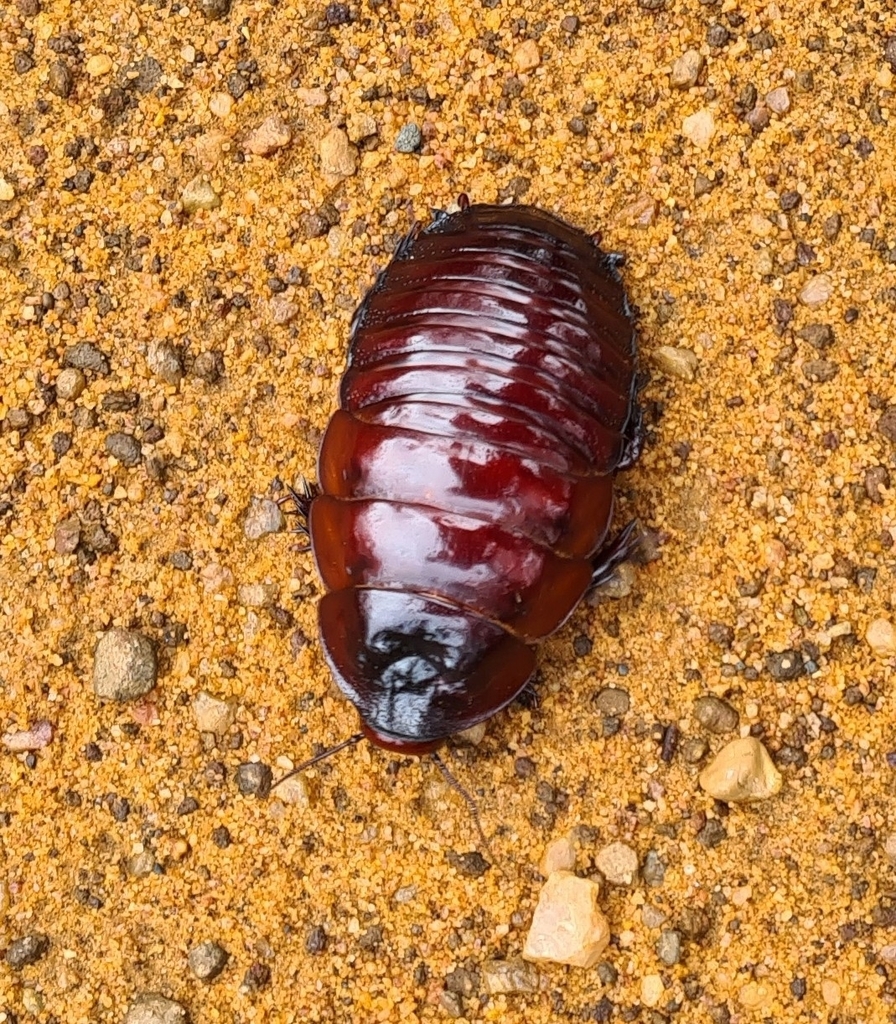 Giant Burrowing Cockroach from Chewko QLD 4880, Australia on November ...