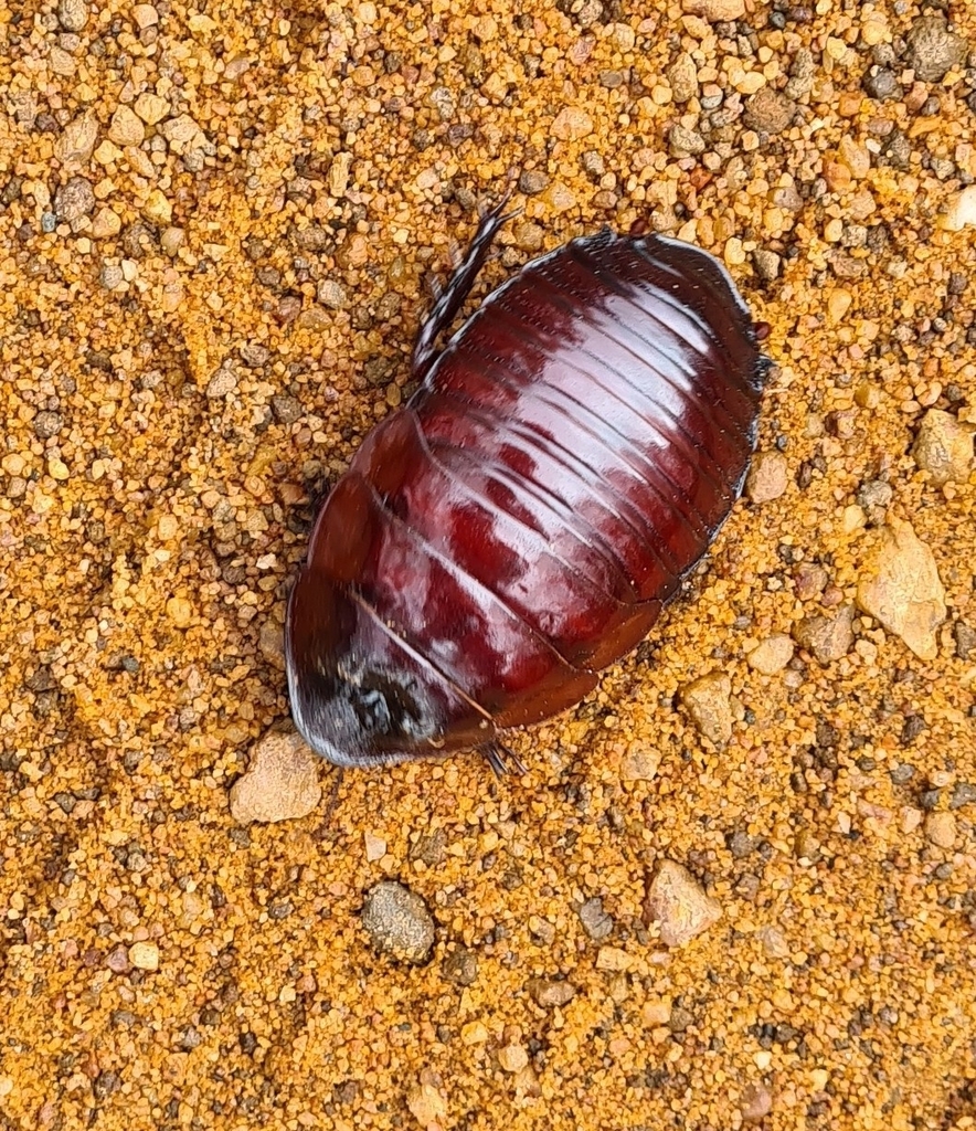 Giant Burrowing Cockroach from Chewko QLD 4880, Australia on November ...