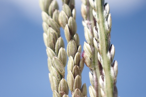 Digitaria stricta · iNaturalist