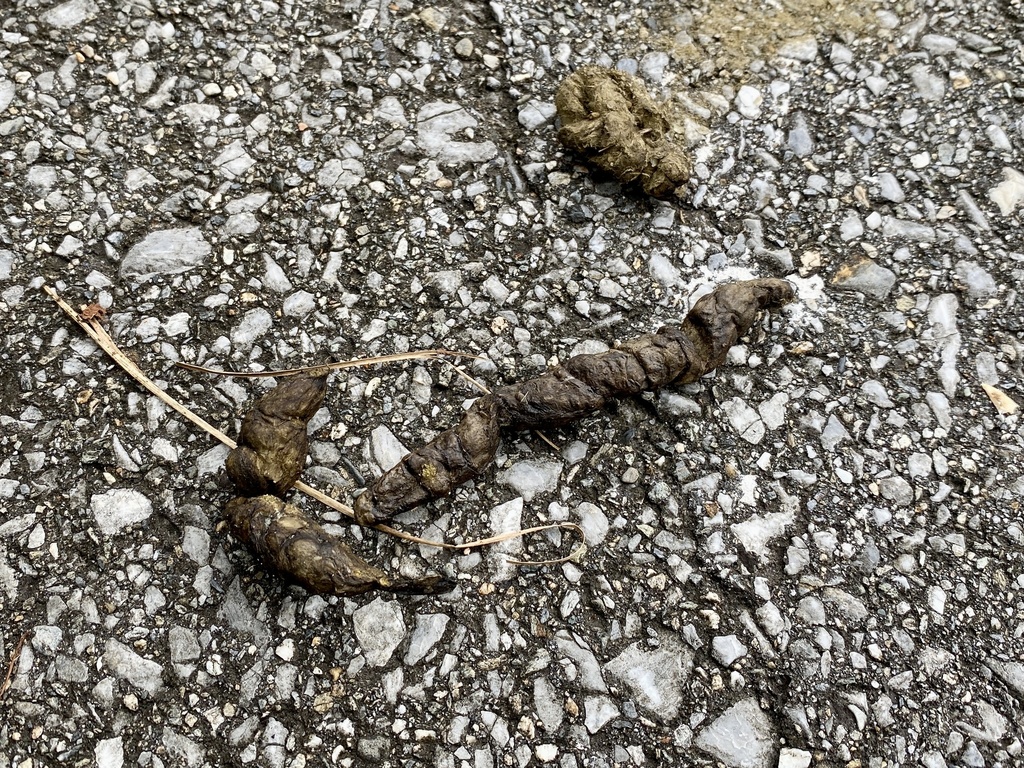 Iriomote Cat (Prionailurus bengalensis iriomotensis) - Know Your Mammals