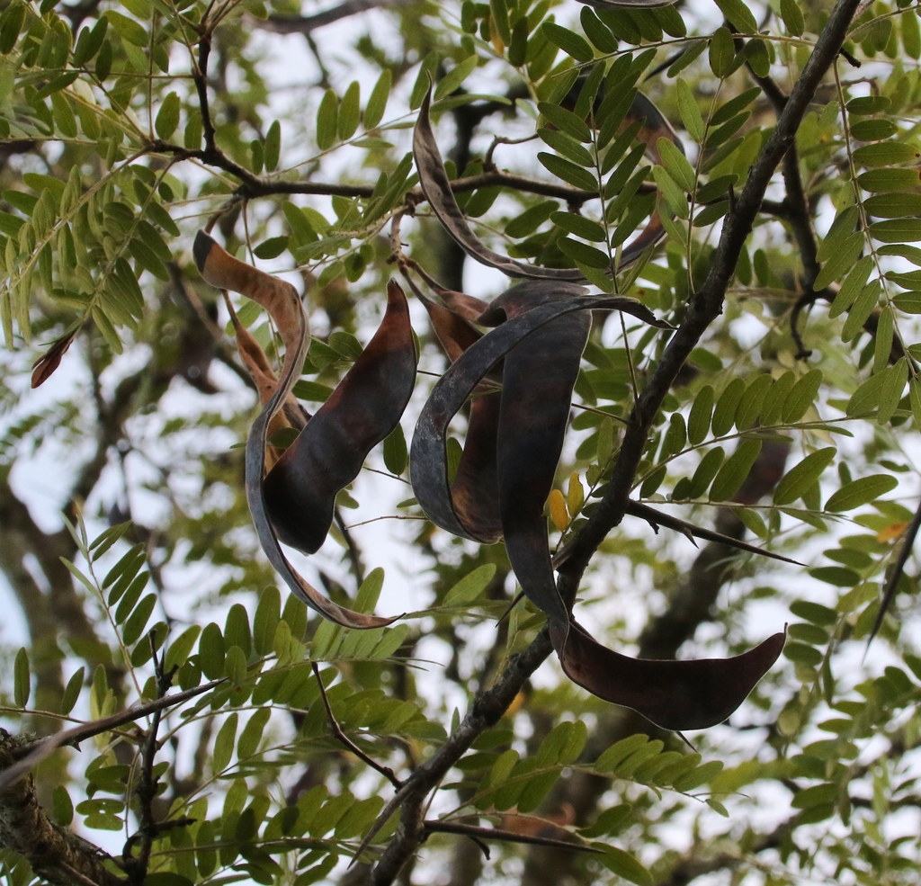 honey locust from Bastrop County, TX, USA on September 03, 2018 at 06: ...