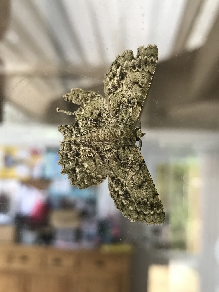 Green Looper in November 2022 by rogstanden · iNaturalist