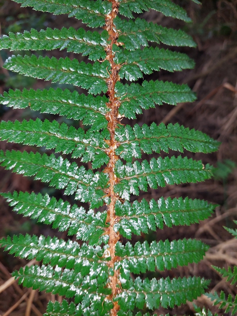 Prickly Shield Fern from Pine Hill, Dunedin, New Zealand on November 30 ...
