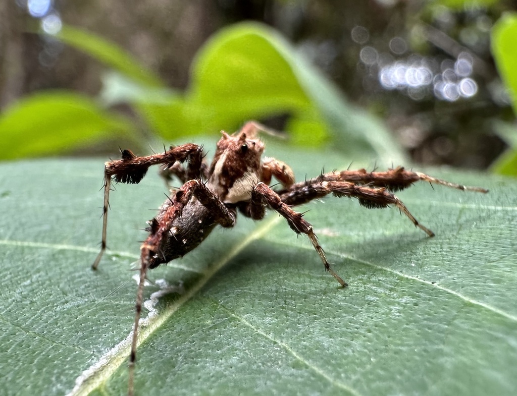 Fringed Jumping Spider from Rob Veivers Drive, Kuranda, QLD, AU on ...