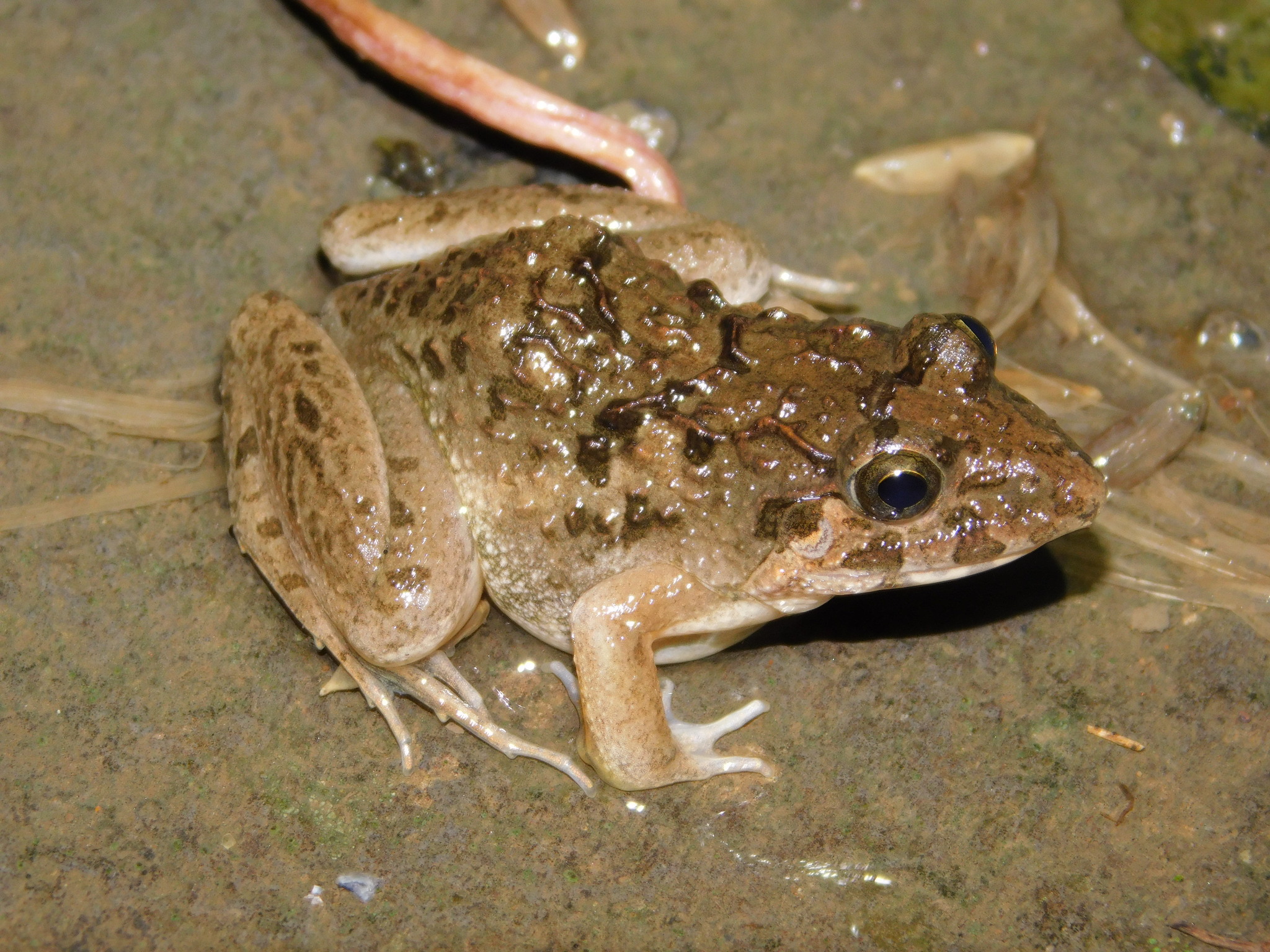 Fejervarya iskandari Veith, Kosuch, Ohler & Dubois, 2001