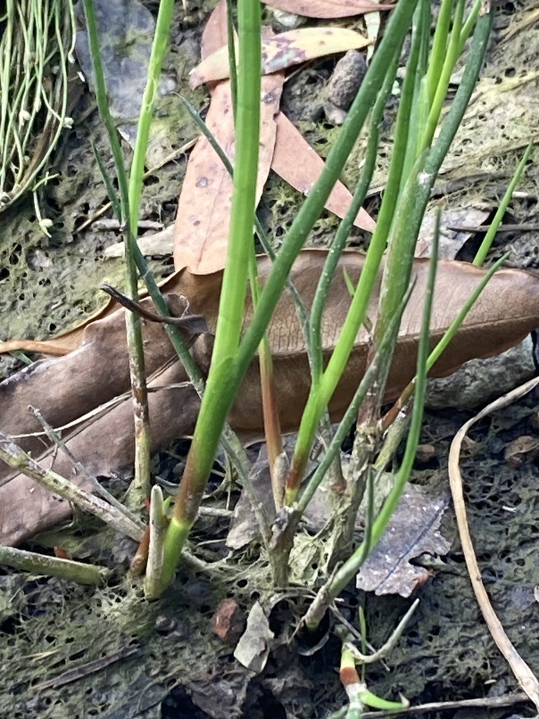 branching rush from Killara Rd, Coldstream, VIC, AU on November 30 ...