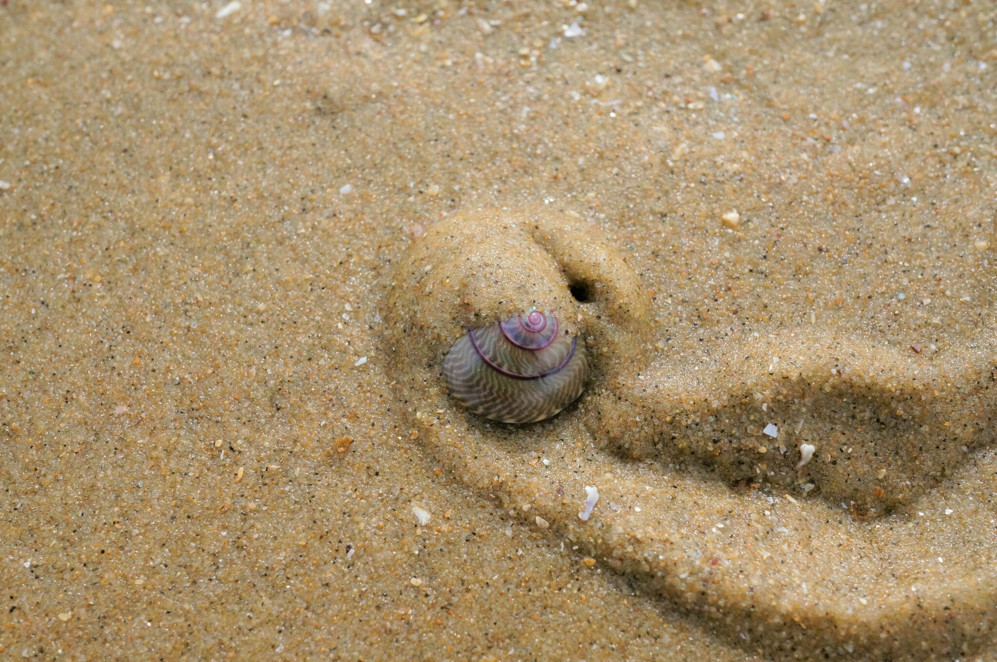 Umbonium thomasi (Crosse, 1863)