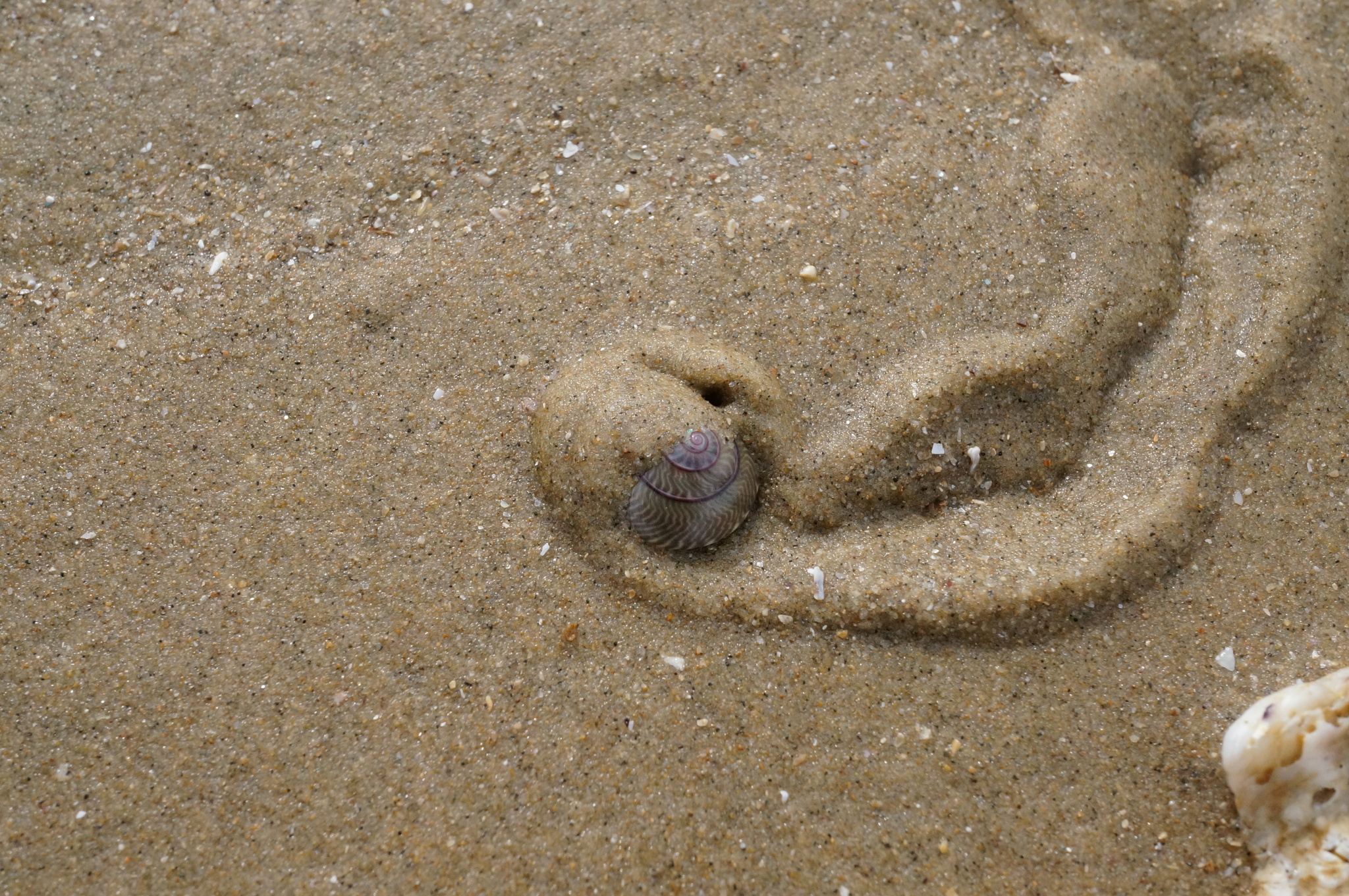 Umbonium thomasi (Crosse, 1863)