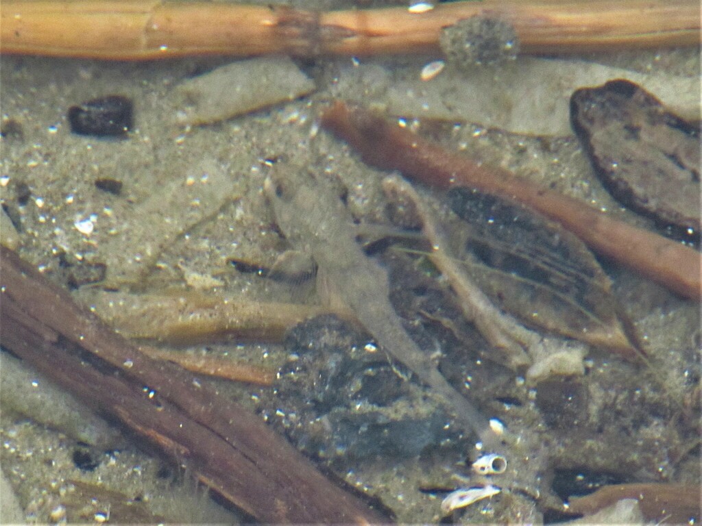 Sharp-Nosed Sand Goby from 대한민국 충청남도 태안군 안면읍 on November 29, 2022 at 11 ...