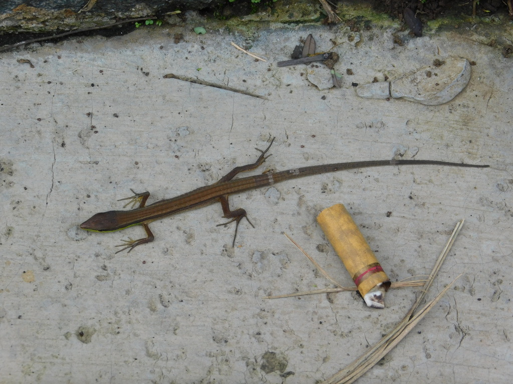Oriental Long-tailed Grass Lizard from Jatinangor, Sumedang Regency ...