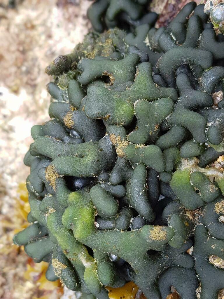 Creeping Codium (Codium prostratum) - Botanical Realm