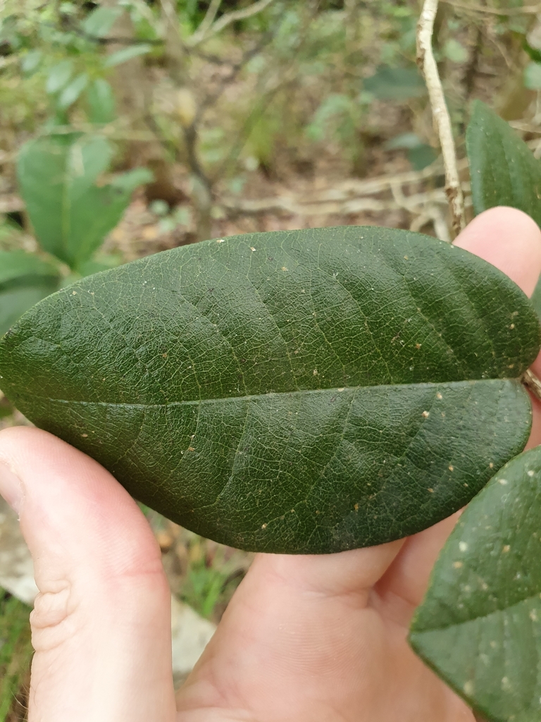 orange annona (Meiogyne heteropetala) - Botanical Realm