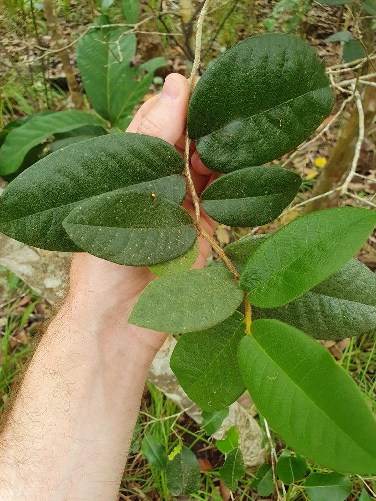 orange annona (Meiogyne heteropetala) - Botanical Realm