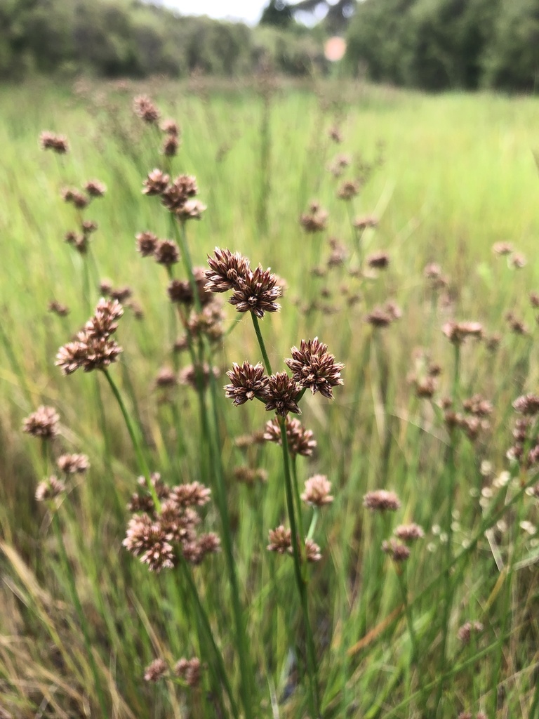 Juncus pallescens from The Grange Reserve, Clayton South, VIC, AU on ...