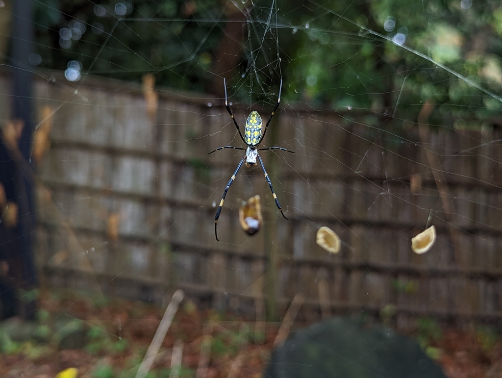 Joro Spider from Hibino, Mihama Ward, Chiba, 261-0021, Japan on ...