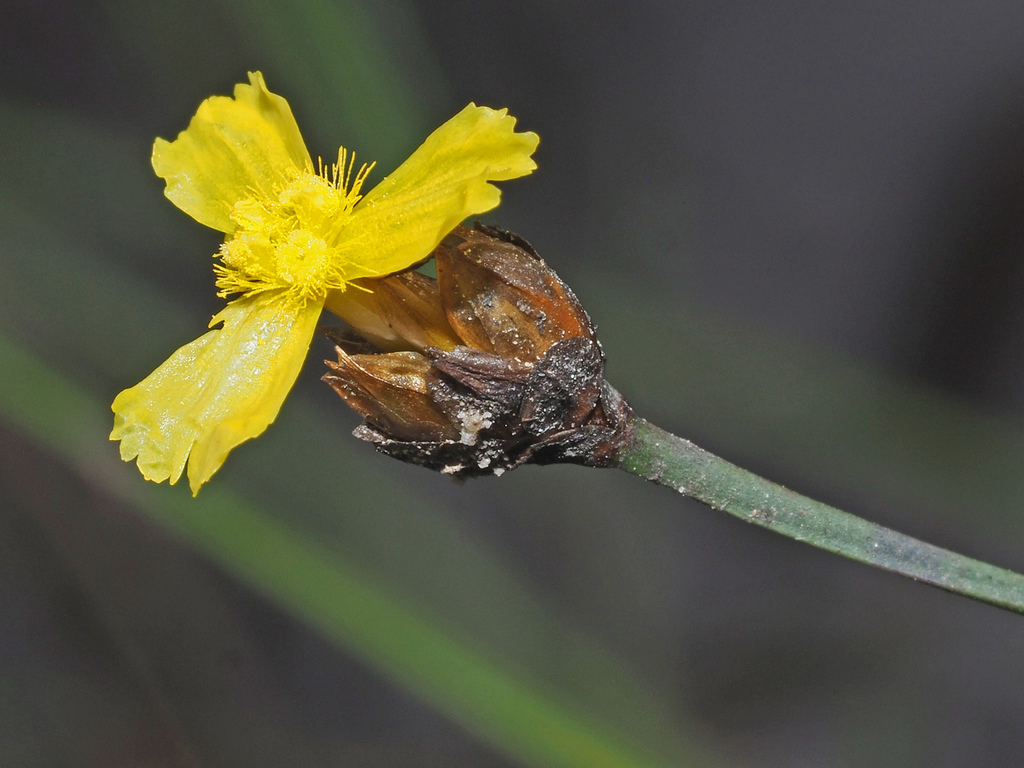 Xyris capensis from Dullstroom, Nkangala, Mpumalanga, South Africa on ...