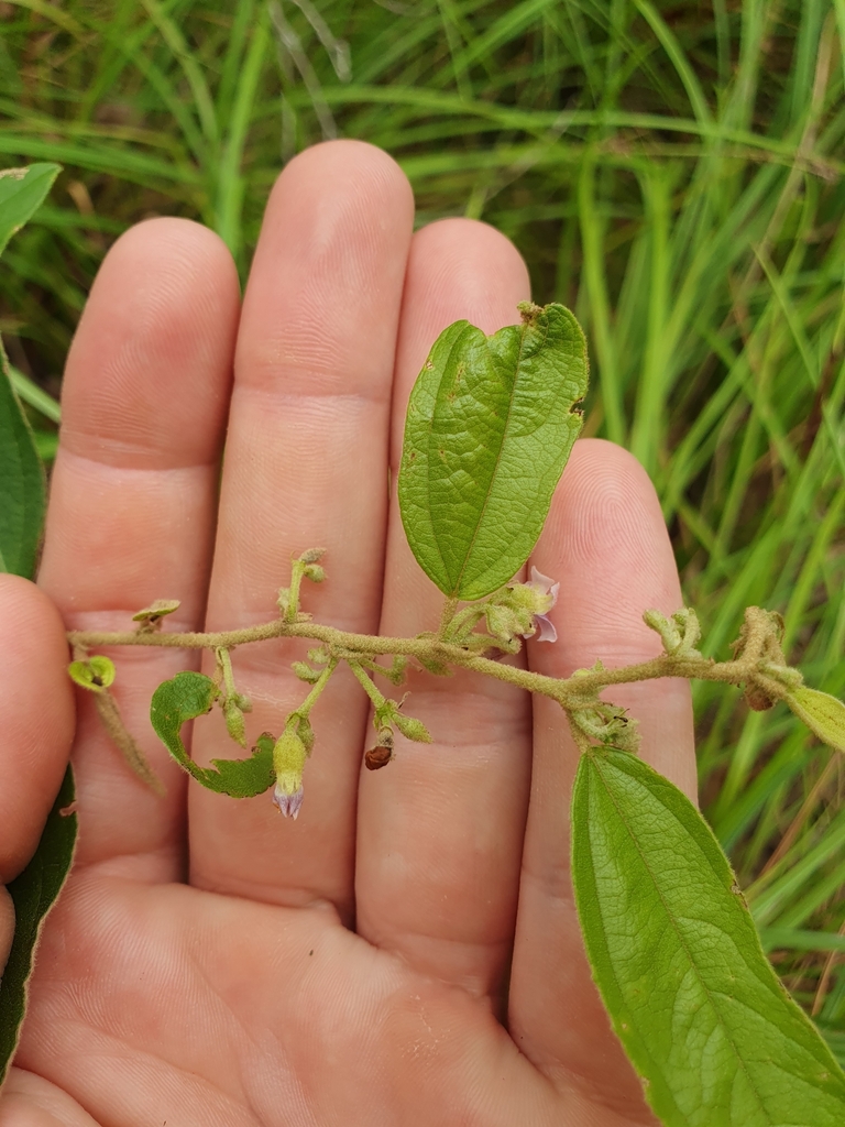 (Helicteres semiglabra) - Botanical Realm