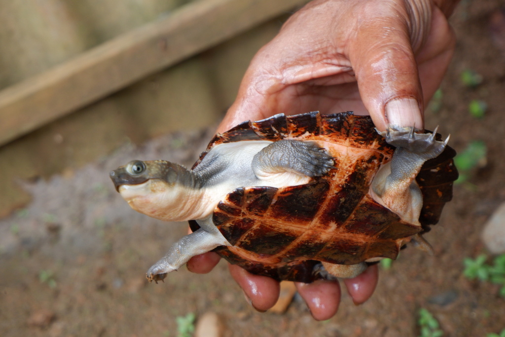 Southern New Guinea Stream Turtle from Boven Digoel Regency, Papua ...