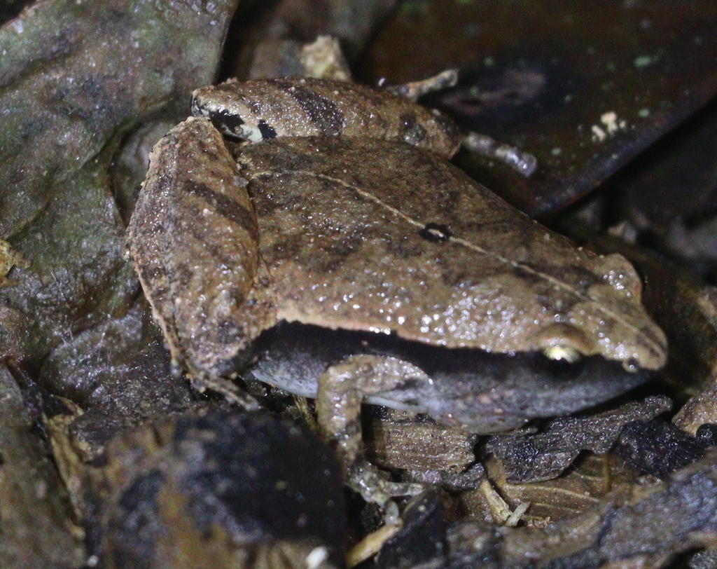 Dark-sided Chorus Frog from Huai Namkhem, Udom Sap, Wang Nam Khiao ...