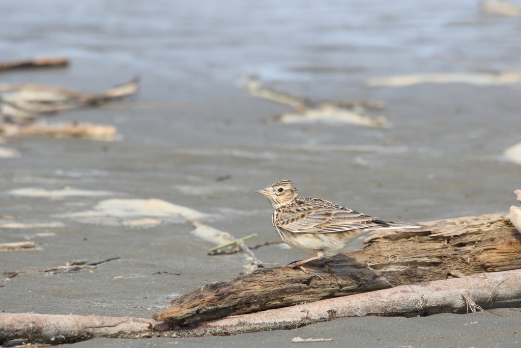 Eurasian Skylark from Manawatu Estuary, Foxton Beach, New Zealand on ...