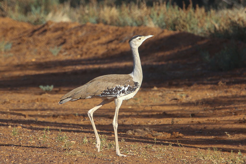 Australian Bustard from Jump Up Country 90km west of Winton, QLD on ...
