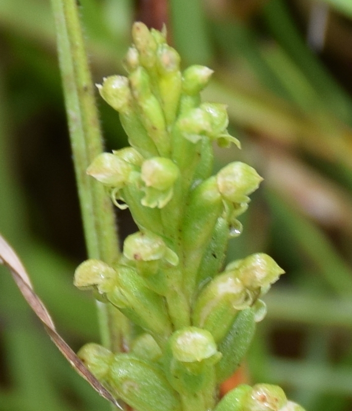 slender onion-orchid from Woorndoo VIC 3272, Australia on November 23 ...