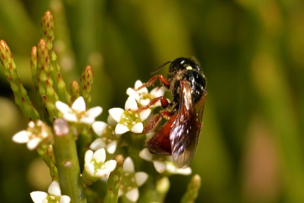 Bicoloured Reed Bee from Ebor NSW 2453, Australia on November 19, 2022 ...