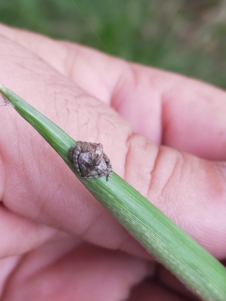 Wrap-around Spiders from Iluka NSW 2466, Australia on November 30, 2022 ...