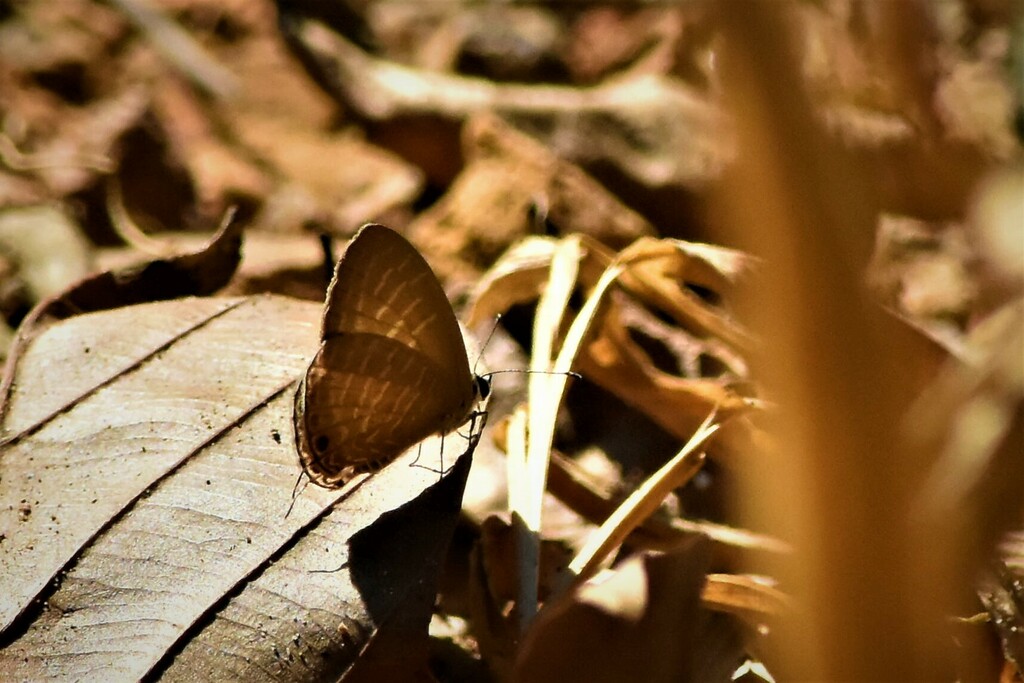 Metallic Cerulean from Kanger Ghati National Park on November 26, 2022 ...