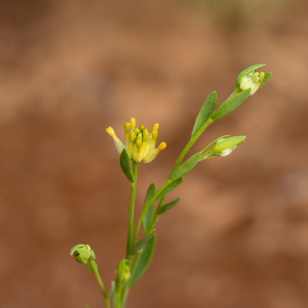 Pimelea simplex from Gawler Ranges SA 5655, Australia on September 26 ...